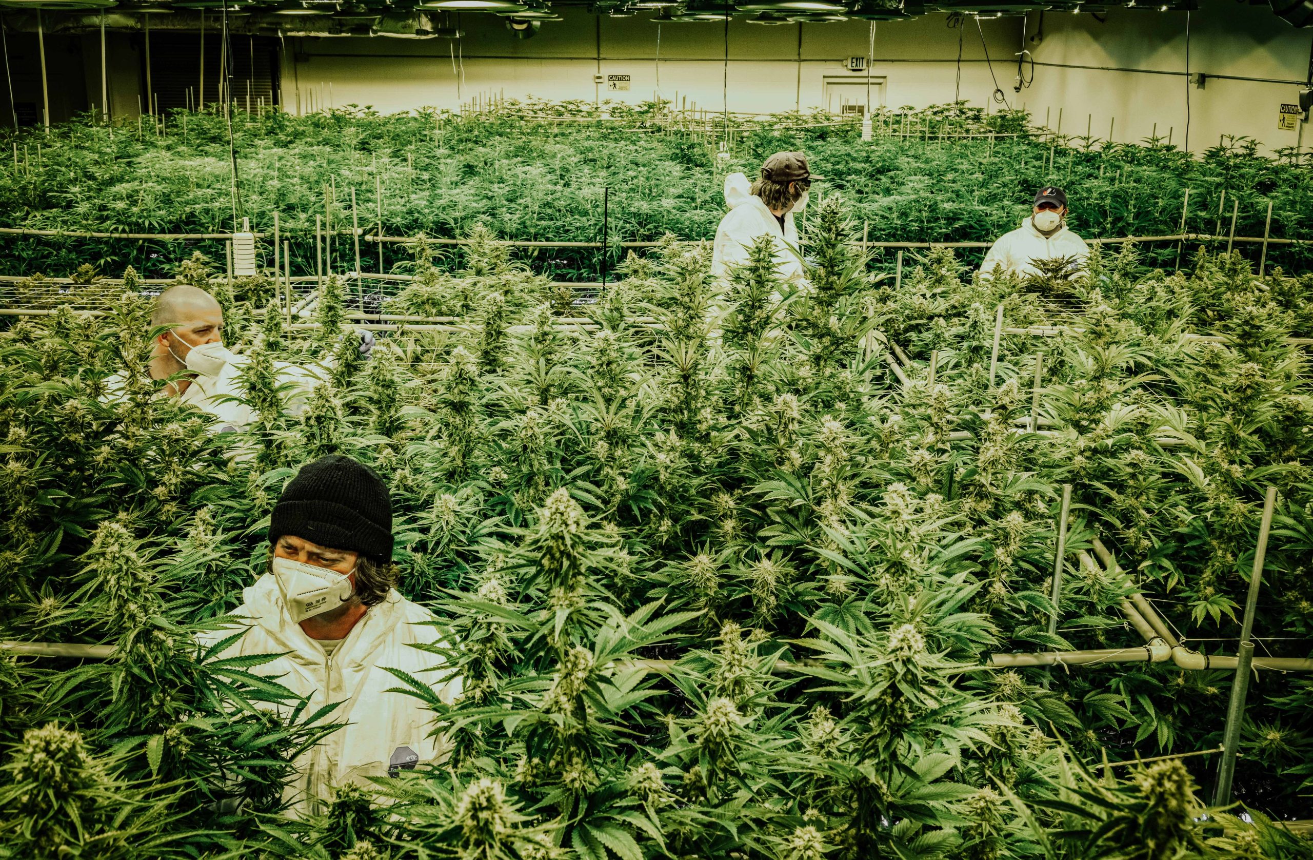 Grand Rapids’ Terrapin expands to recreational marijuana production ...